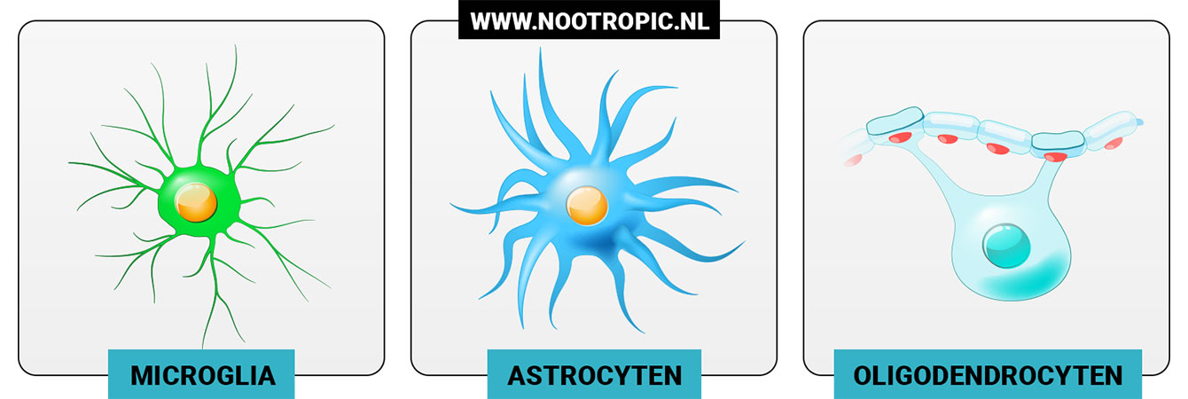 Anatomie van de Hersenen - Nootropic.nl